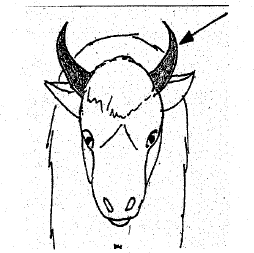 Pulaar Animal Parts Flashcards | Memorang