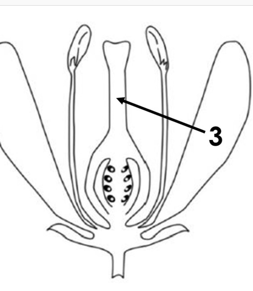 Parts of flowers Flashcards | Memorang
