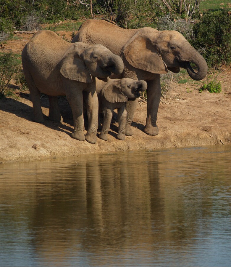 Elephants Flashcards | Memorang