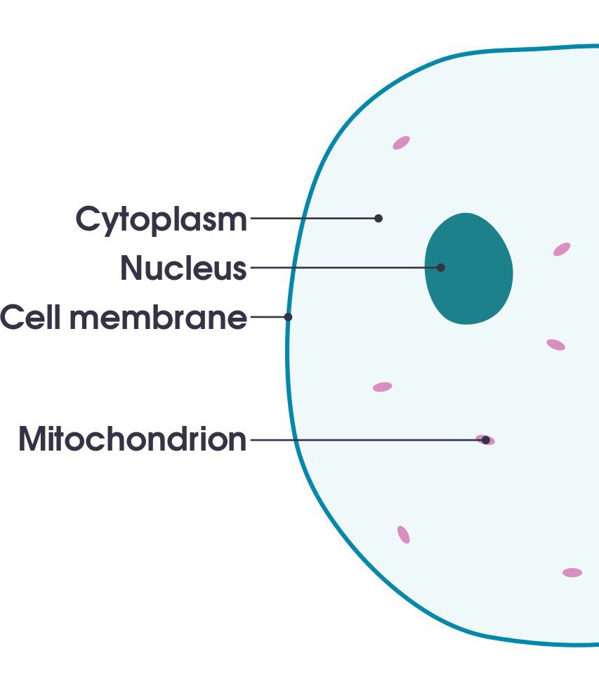 What Cells Are And What They Do Flashcards Memorang