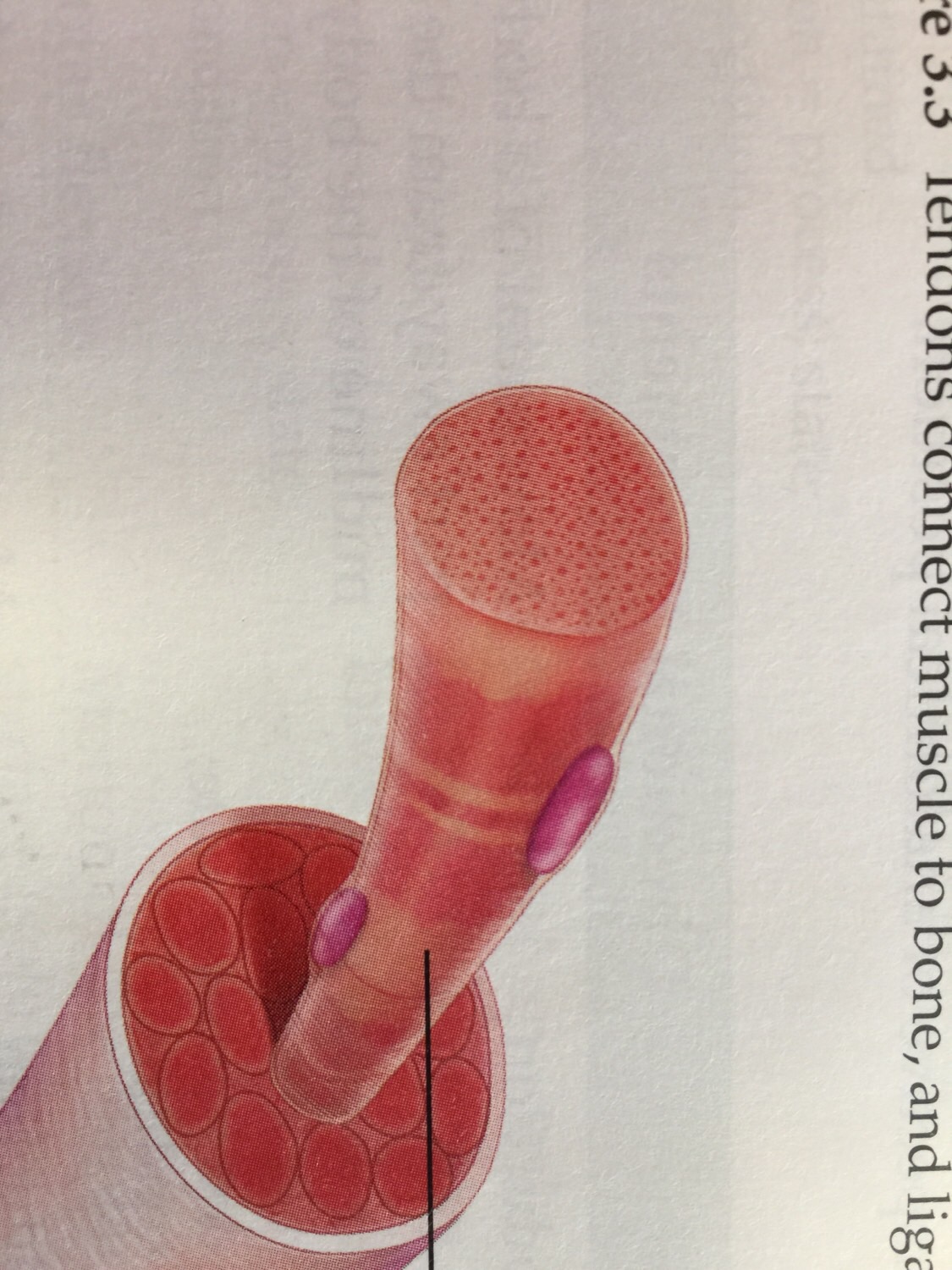 Chapter. 3 pt.2 Flashcards | Memorang