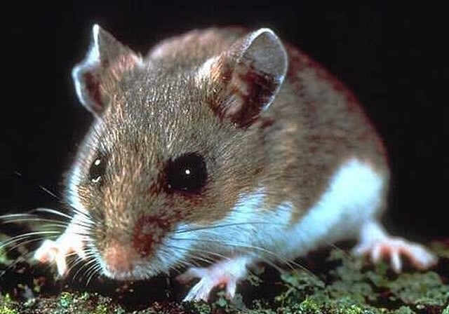 Mice Flashcards | Memorang