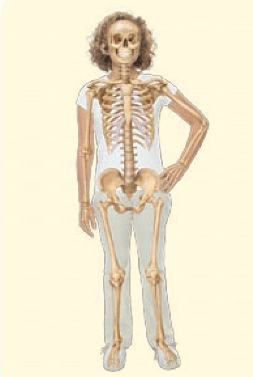 Introduction to Body system Flashcards | Memorang