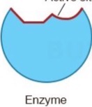 Enzymes Flashcards Memorang