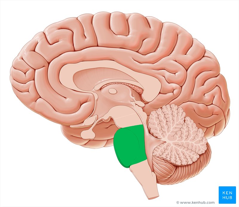 Brain Anatomy Flashcards | Memorang