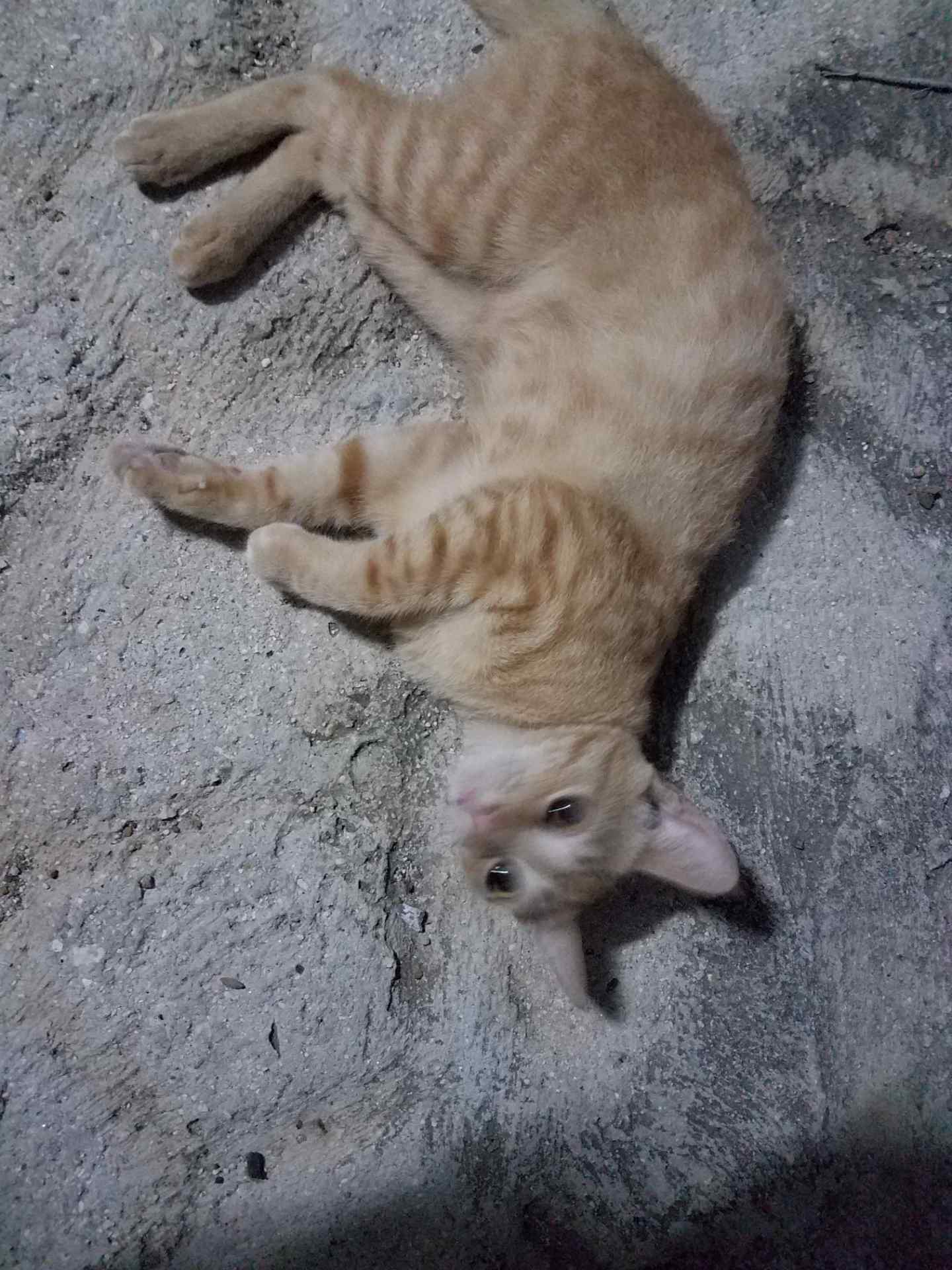 Random Flashcards | Memorang