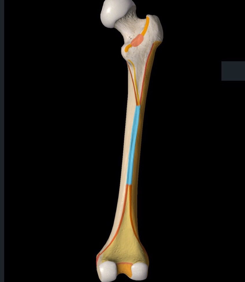 Femur+patella Flashcards | Memorang