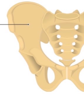 Appendicular skeleton Flashcards | Memorang