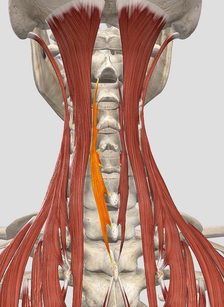 intermediate intrinsic back Flashcards | Memorang