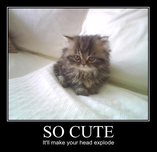 Animals that are so cute you’ll faint. Flashcards | Memorang