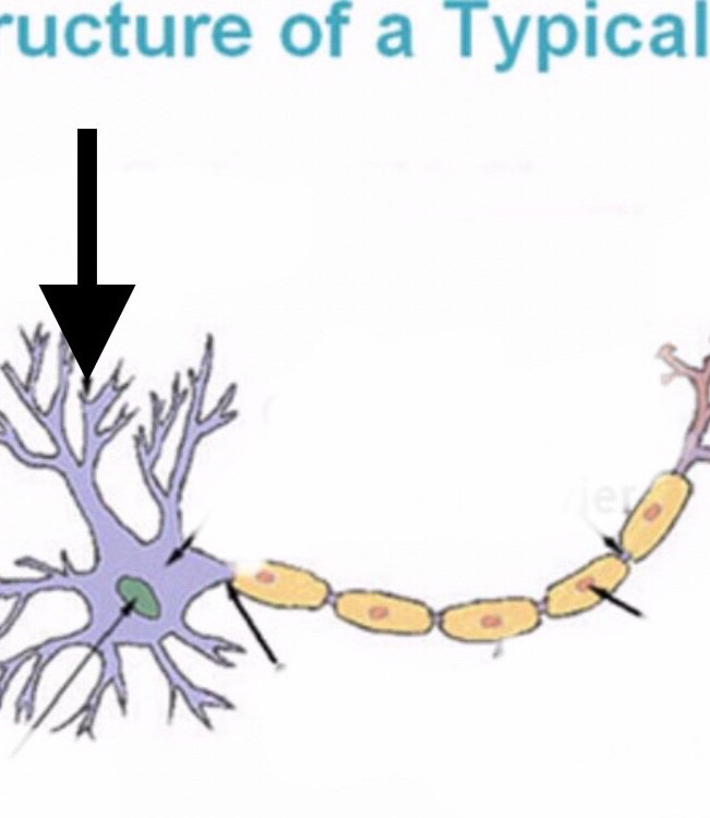 Neuron Flashcards | Memorang