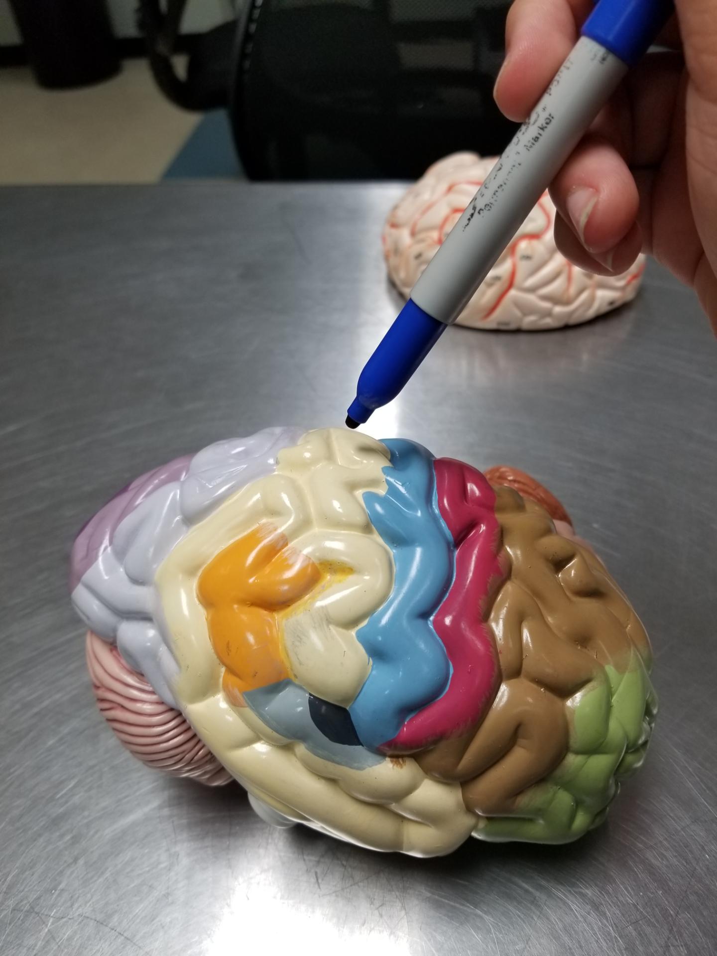 exam 4 lab (colorful brain) Flashcards | Memorang