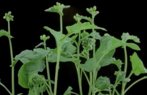 Plants Flashcards | Memorang