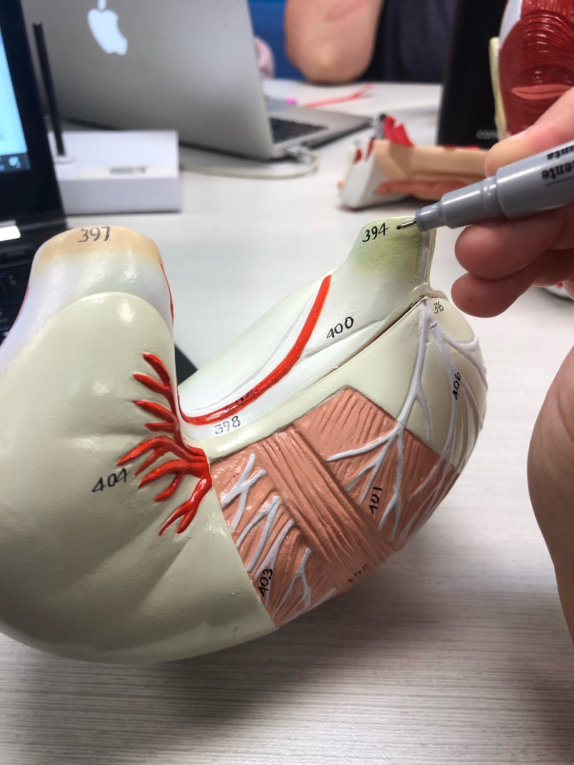 Exam 3 Stomach Flashcards | Memorang