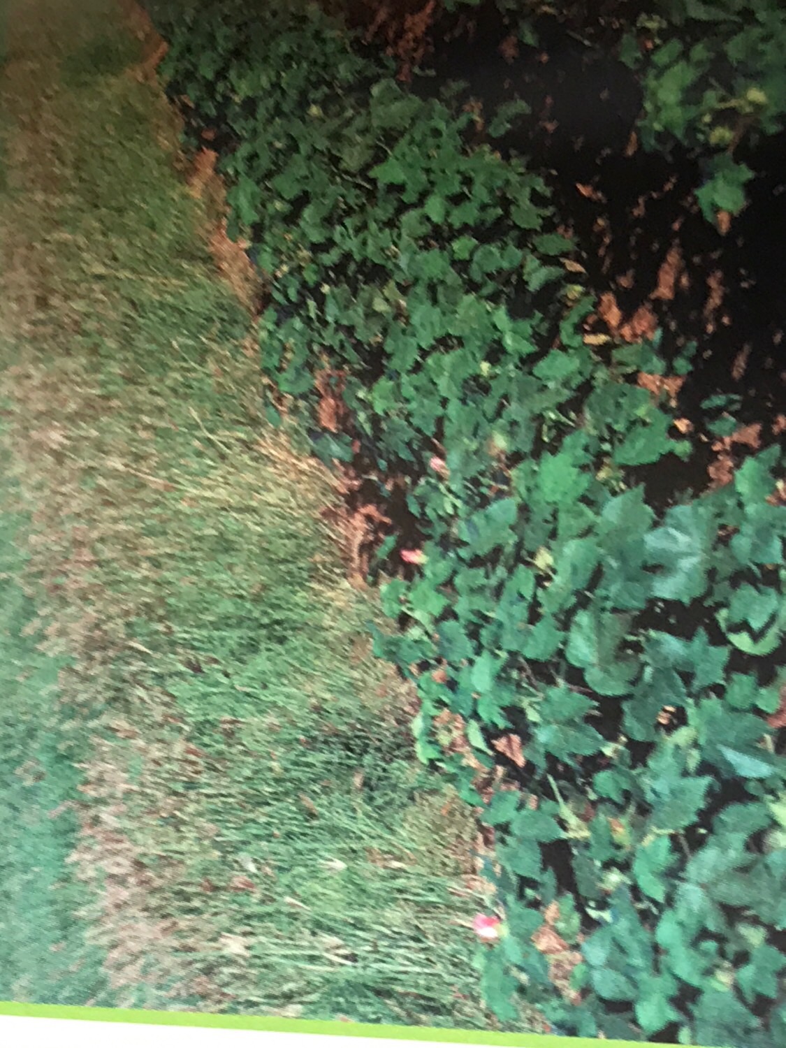 Soil, Rocks and Landforms Flashcards | Memorang