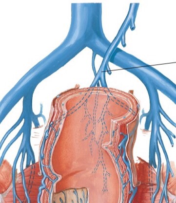 Netter: Abdome e Pelve Flashcards | Memorang