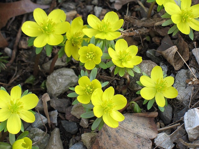Ontario Wildflowers (spring blooming) Flashcards | Memorang