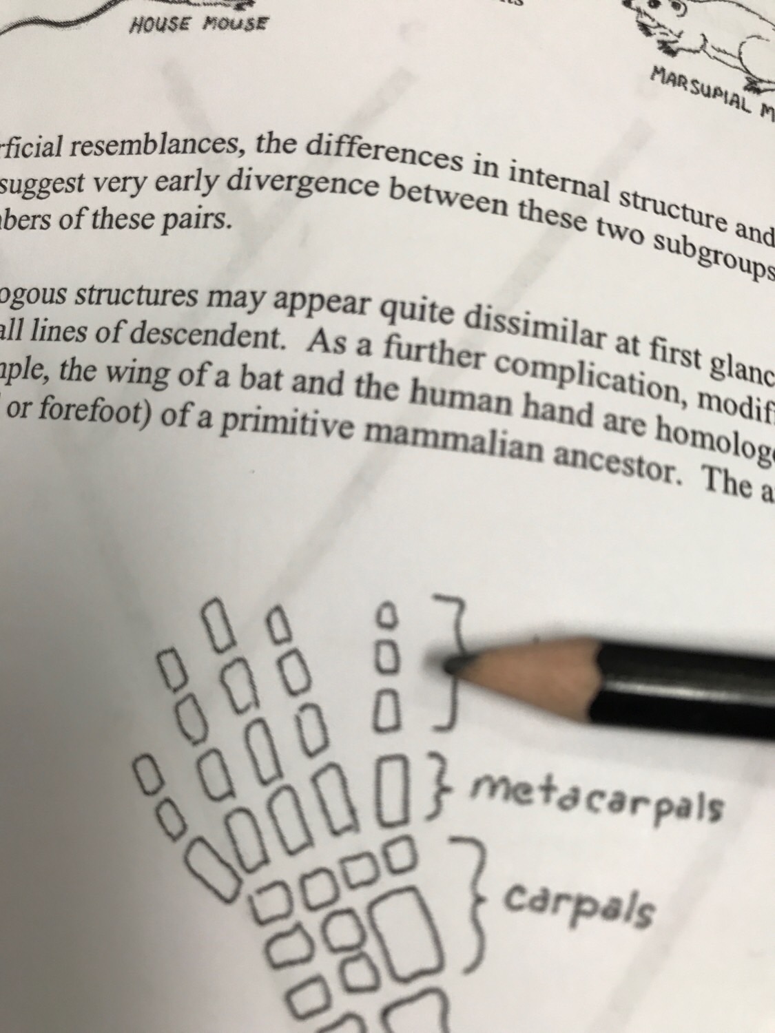 Bone structures Flashcards | Memorang