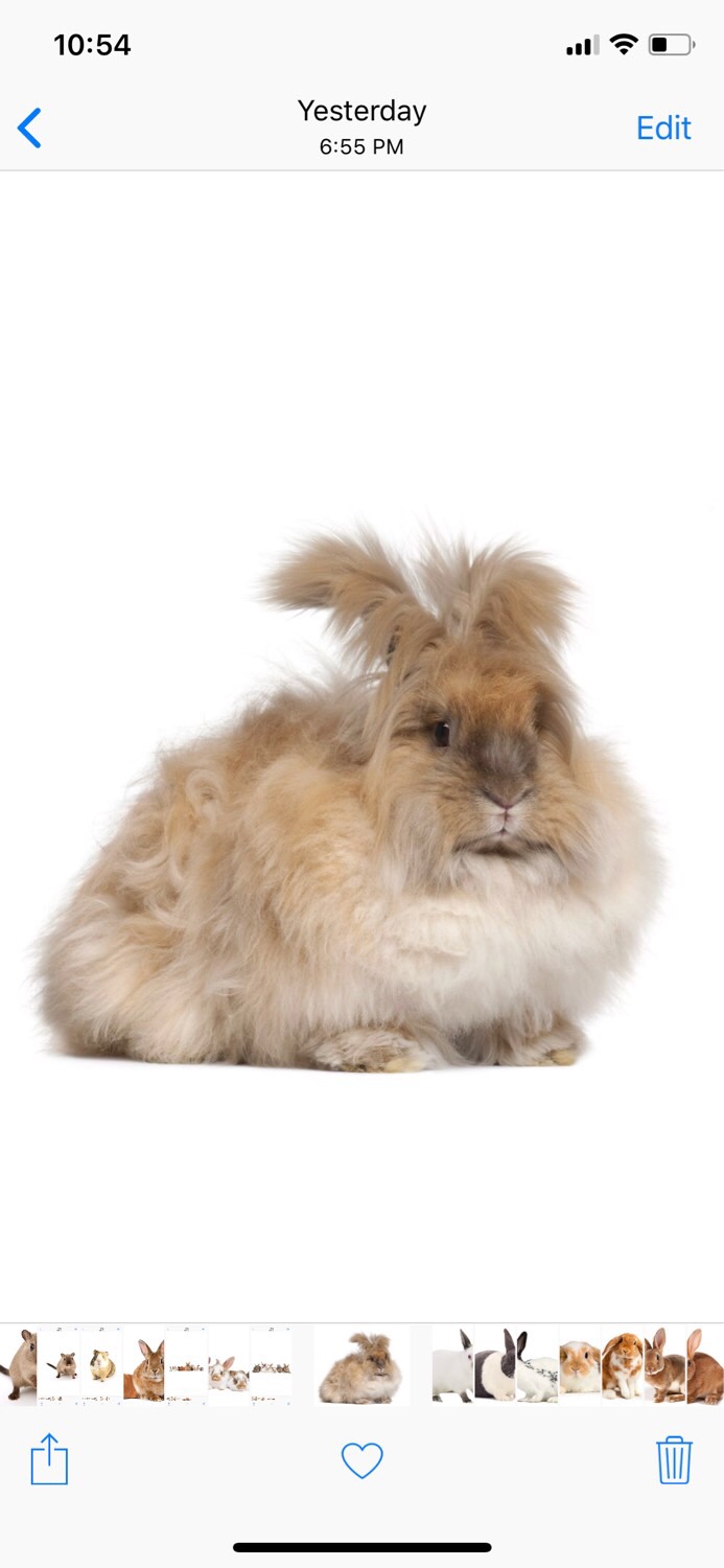 Rabbits Flashcards | Memorang