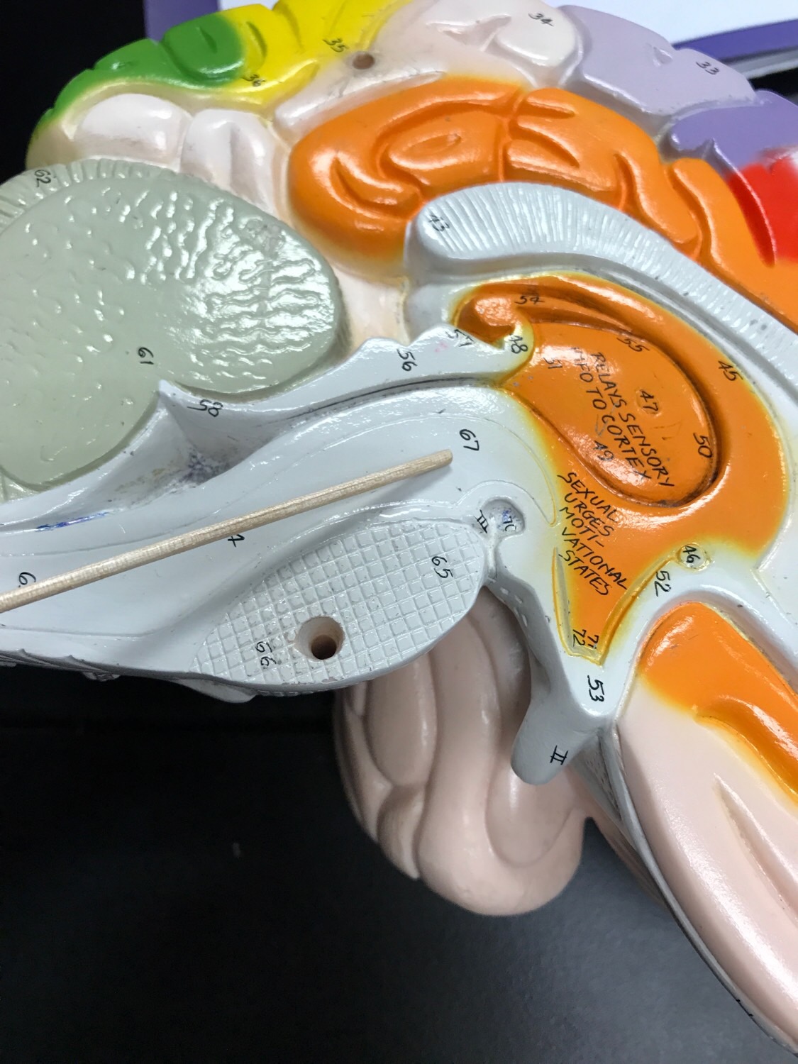 Brain memorization Flashcards | Memorang