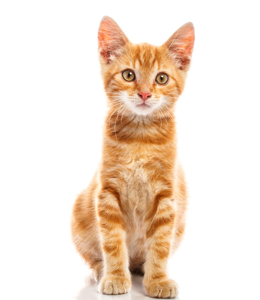 Words Flashcards | Memorang