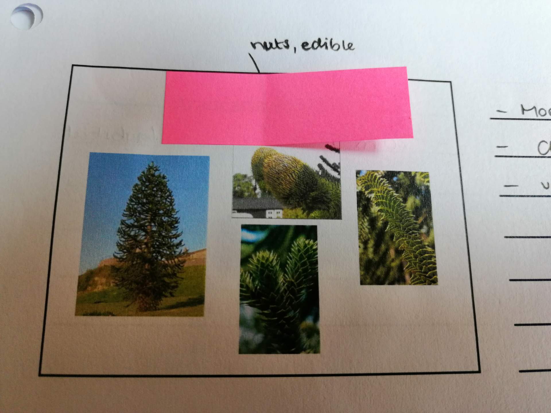 Conifers Flashcards | Memorang