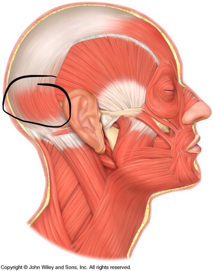 Muscles of the Face and Neck Flashcards | Memorang