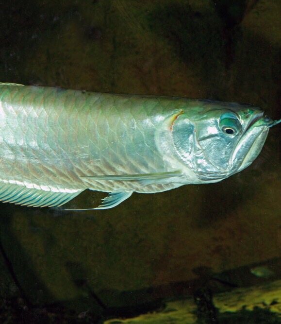 Monster freshwater fish Flashcards | Memorang