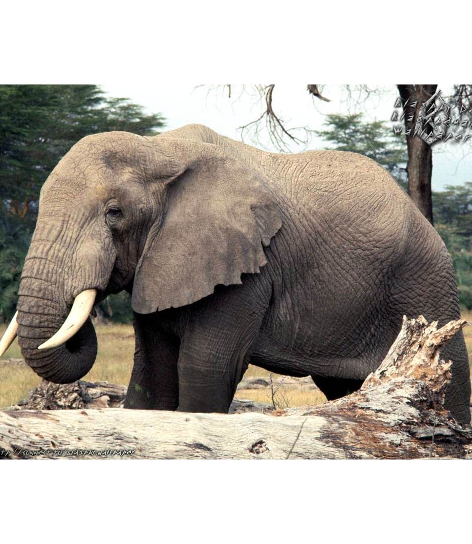 Animal safari Flashcards | Memorang