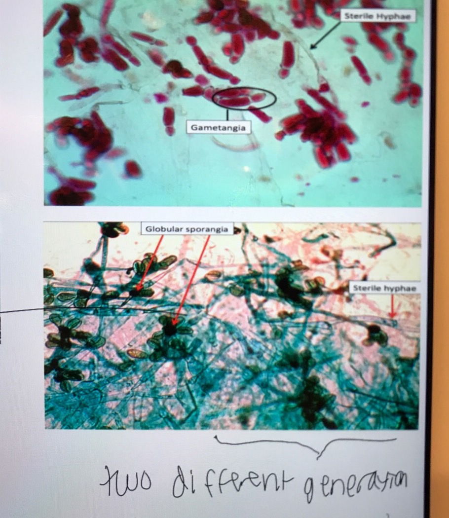 Biodiversity Lab Practical #2a Flashcards | Memorang