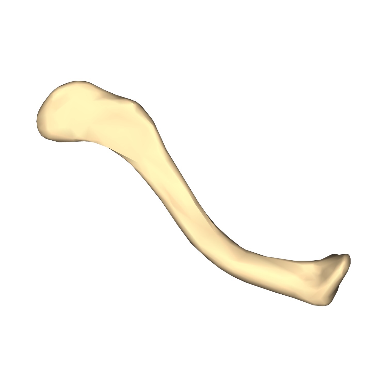 Bones Flashcards | Memorang