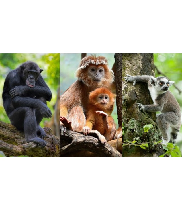 Spanish Primates Flashcards | Memorang