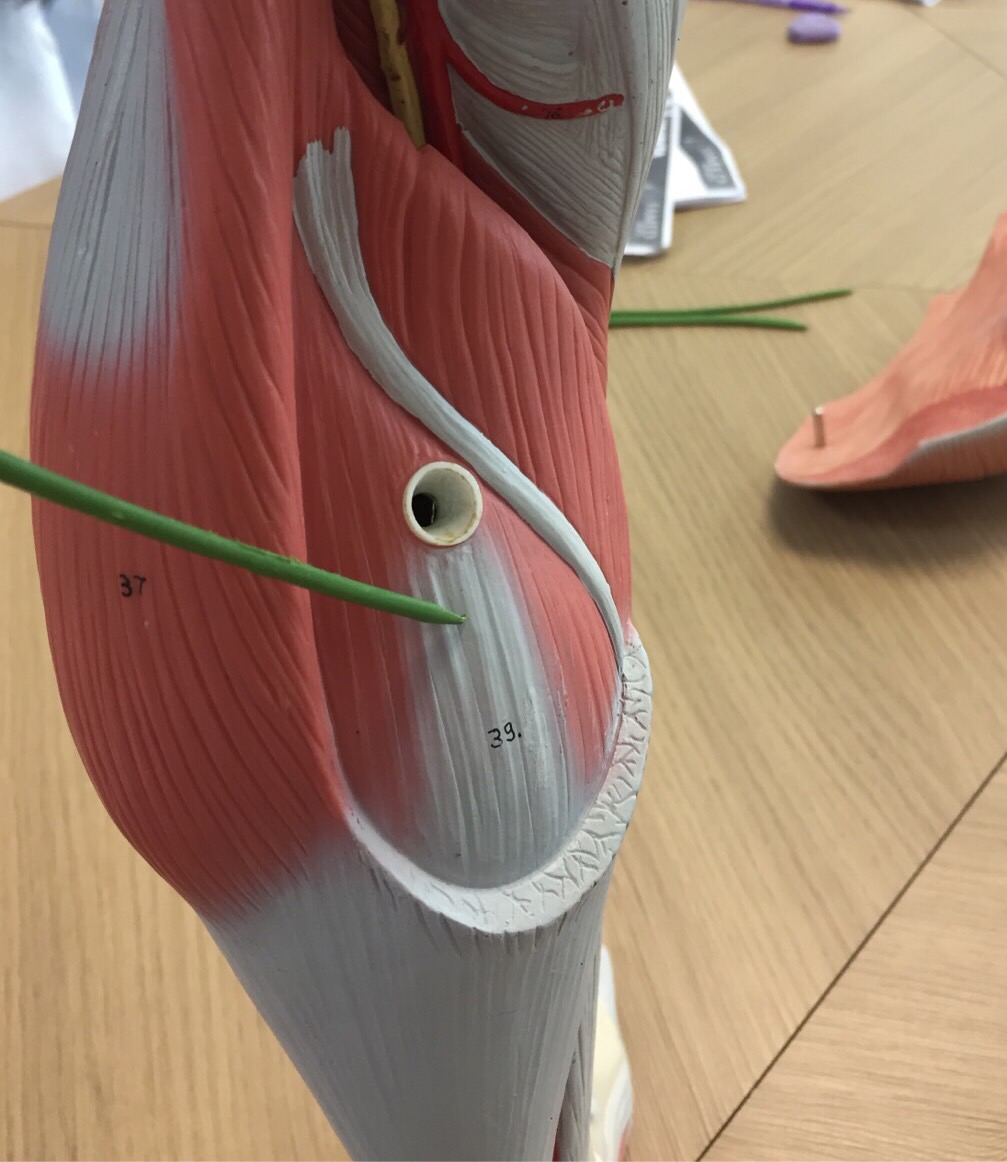 MUSC DA PERNA Flashcards | Memorang