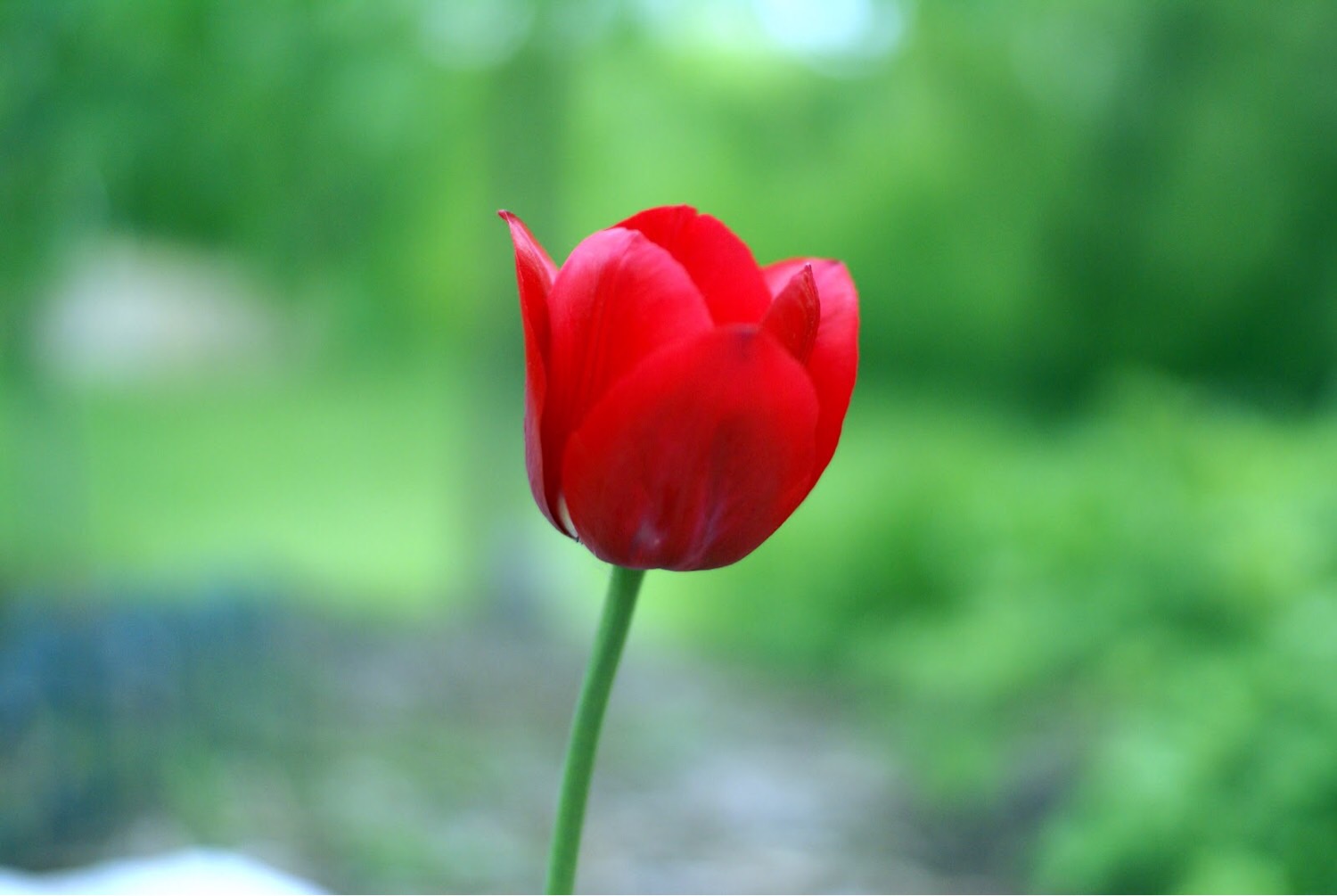 Flowers Flashcards | Memorang