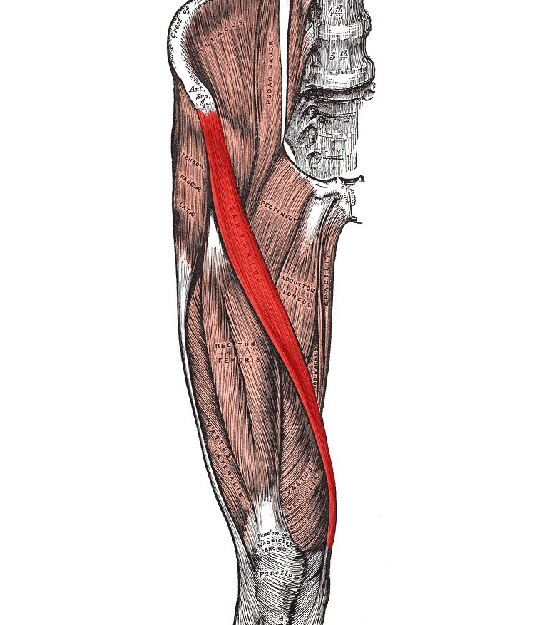 Muscles OL Flashcards | Memorang