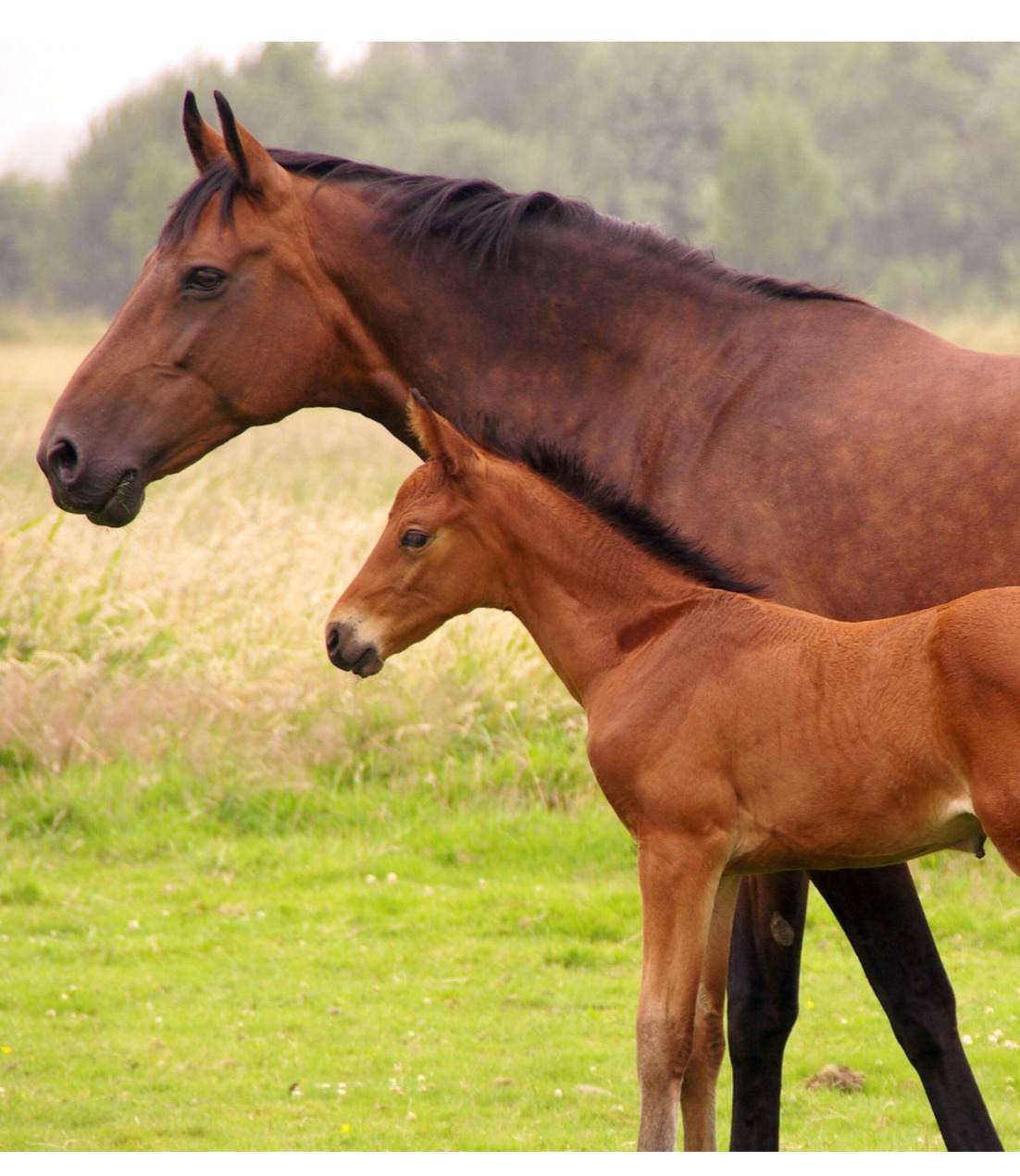 HORSE Flashcards | Memorang