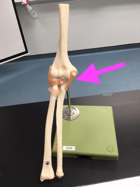 Functional Elbow Joint Identification Flashcards | Memorang