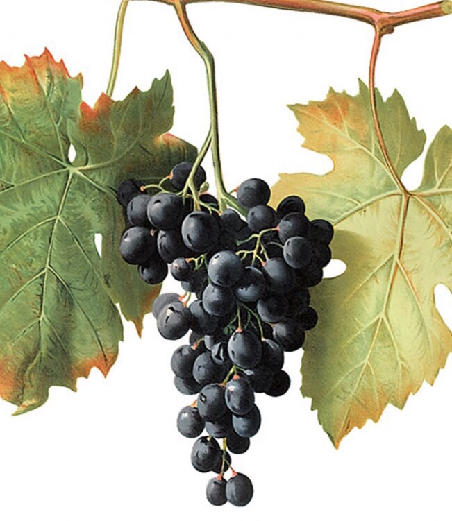 Grape Varietals Flashcards | Memorang
