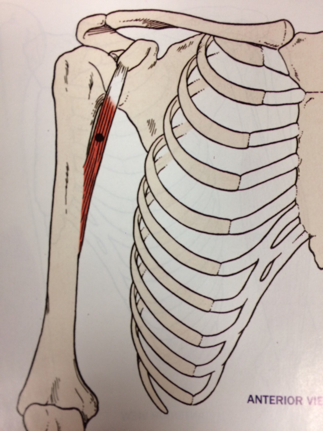 Arm, forearm and hand Flashcards | Memorang