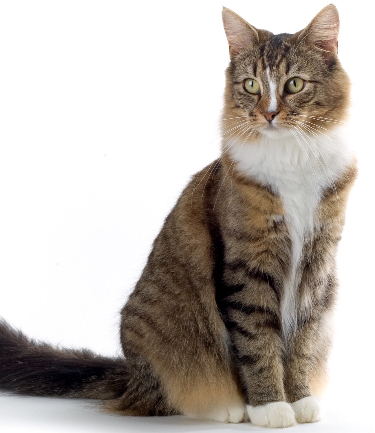 Basic Spanish Animals Flashcards | Memorang