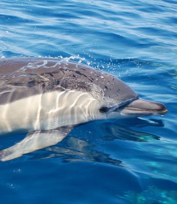 Advanced Animals supreme Flashcards | Memorang