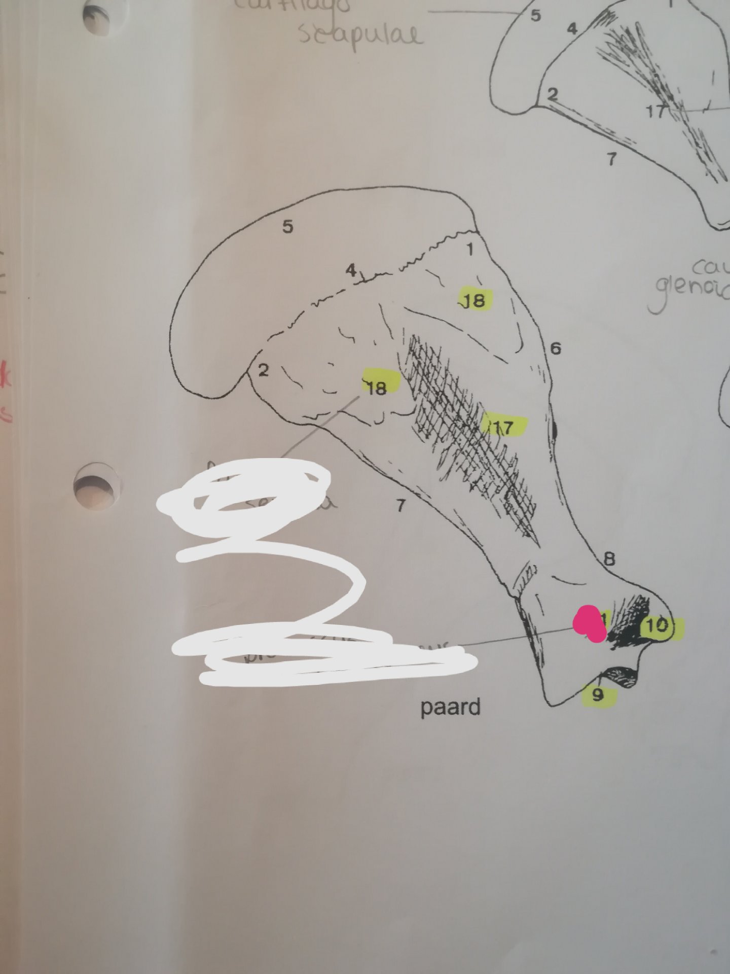 Scapula paard voorbeen Flashcards | Memorang