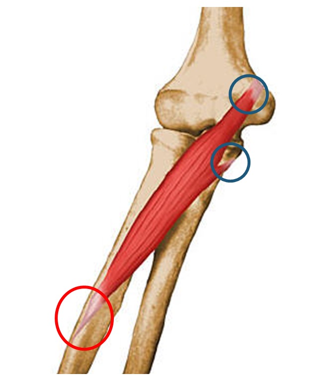 Muscles on the radius and ulna Flashcards | Memorang