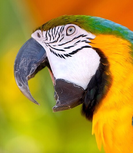 Birds Flashcards | Memorang