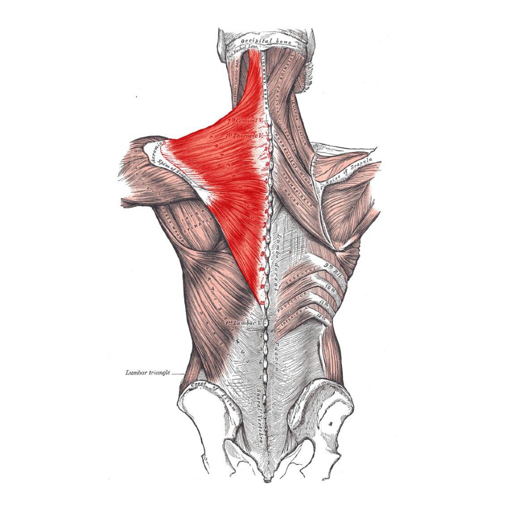 Músculos do dorso - MED Flashcards | Memorang