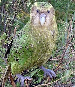 100 Weird animals Flashcards | Memorang