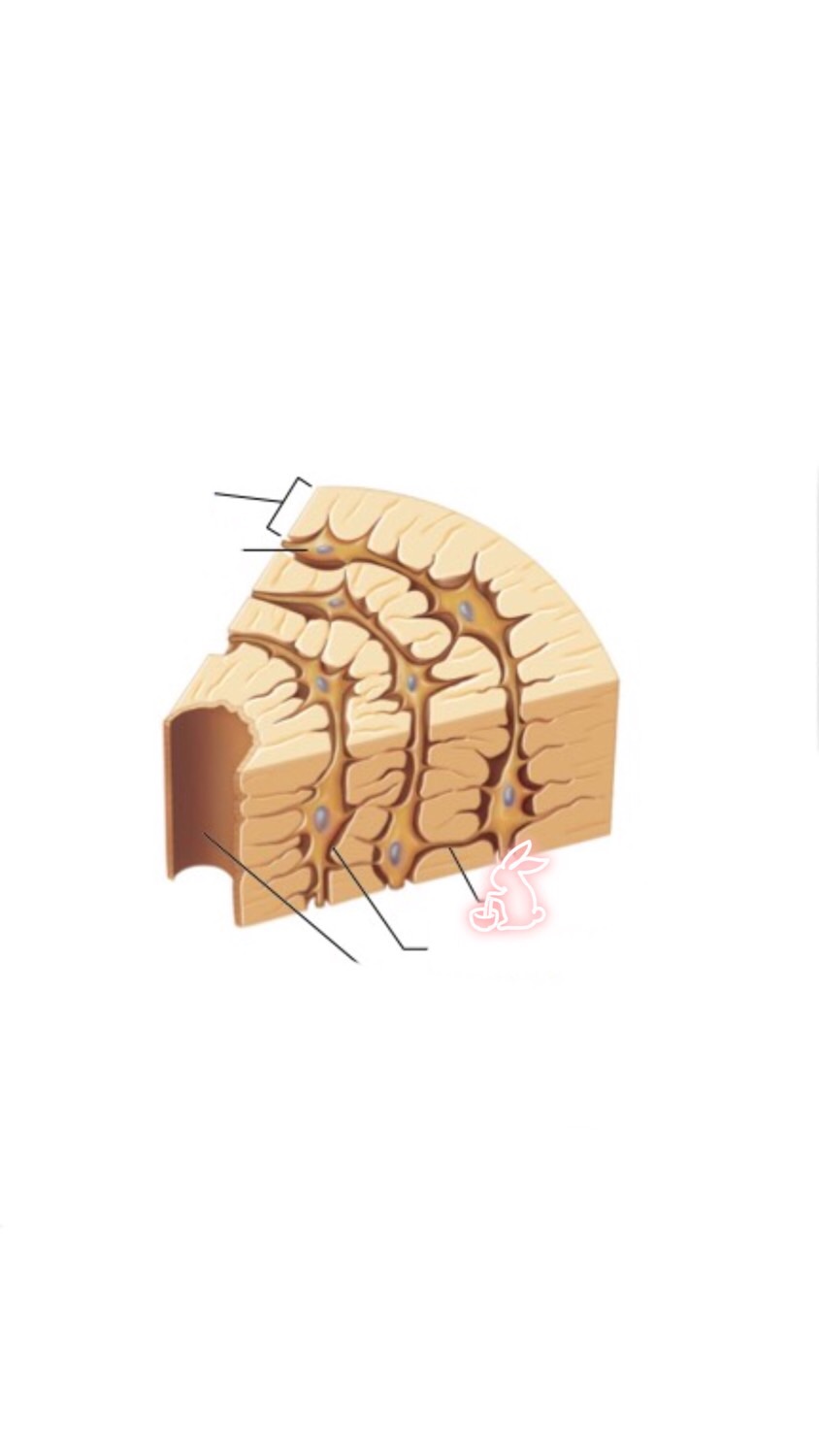 Lab Practical 2 part 1 Flashcards | Memorang