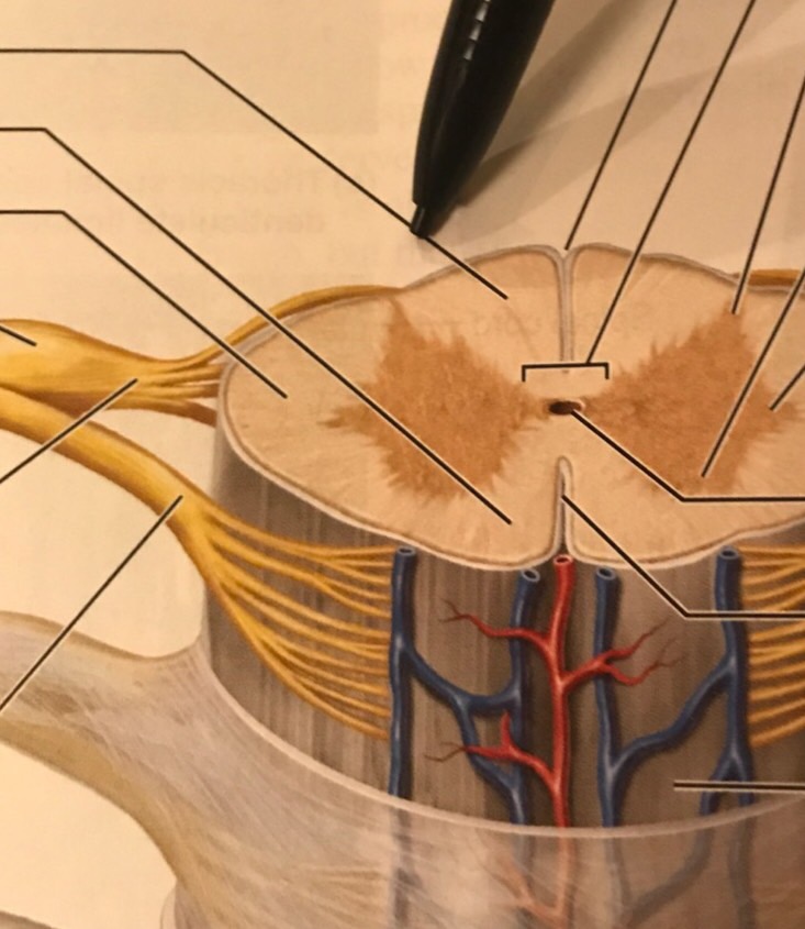Spinal cord cross section Flashcards | Memorang