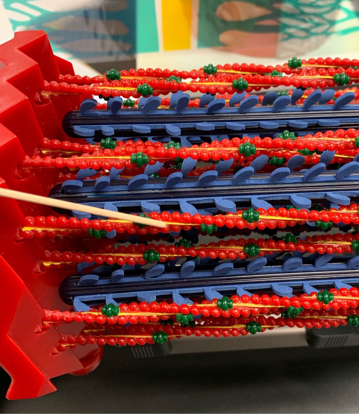 Muscle Fiber Model and Sarcomere Flashcards | Memorang