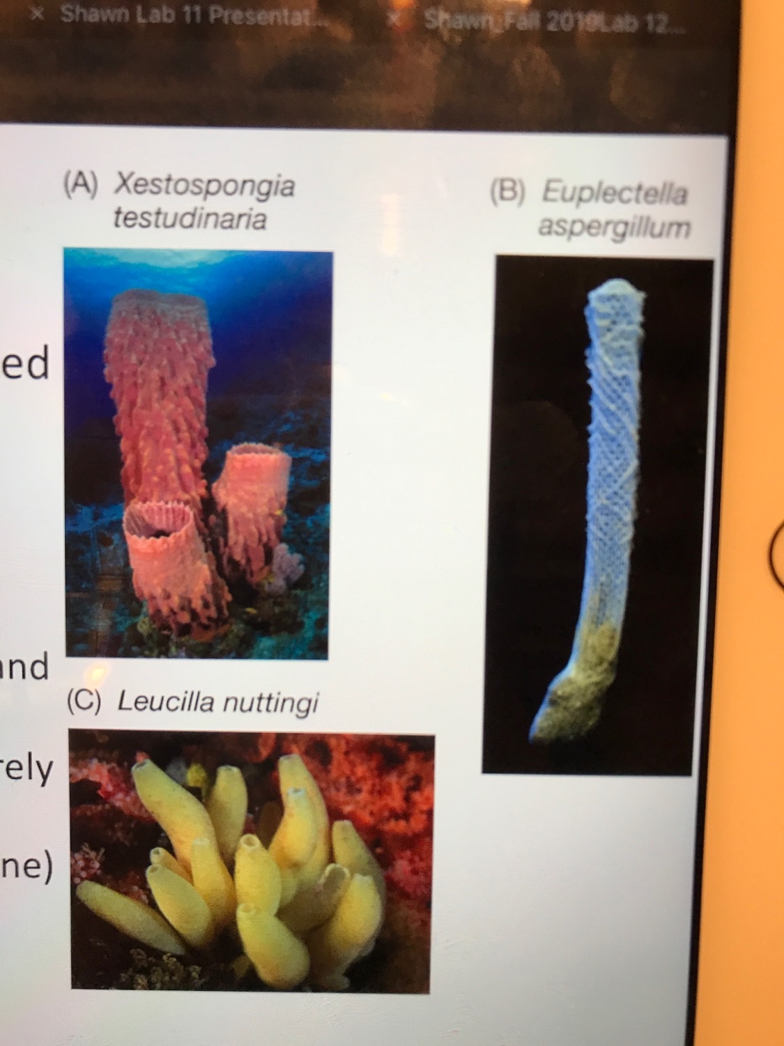 Biodiversity Lab Practical #2b Flashcards | Memorang